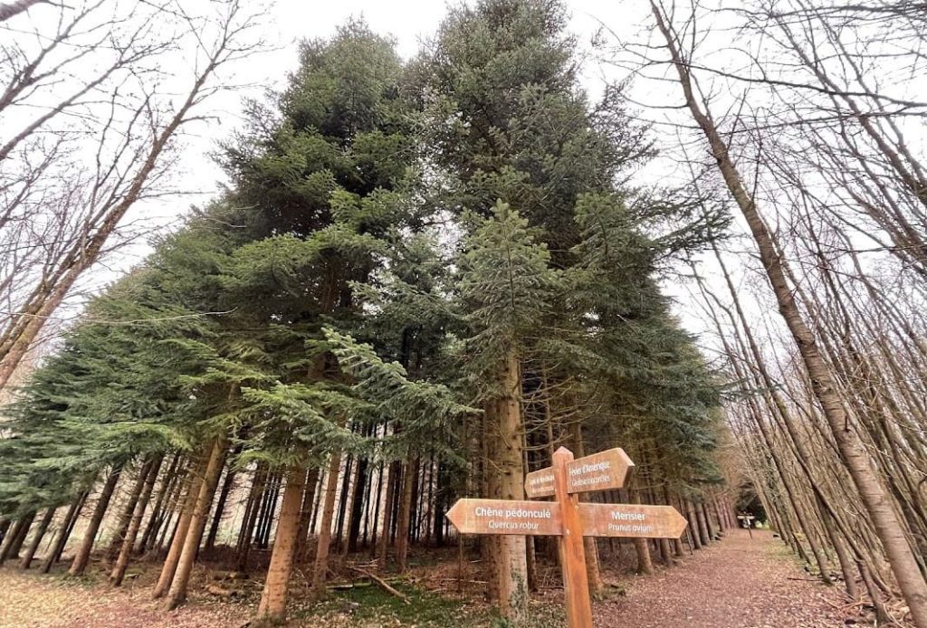 L’Arboretum Lyons-la-forêt : découvrir l’une des plus belles hêtraies